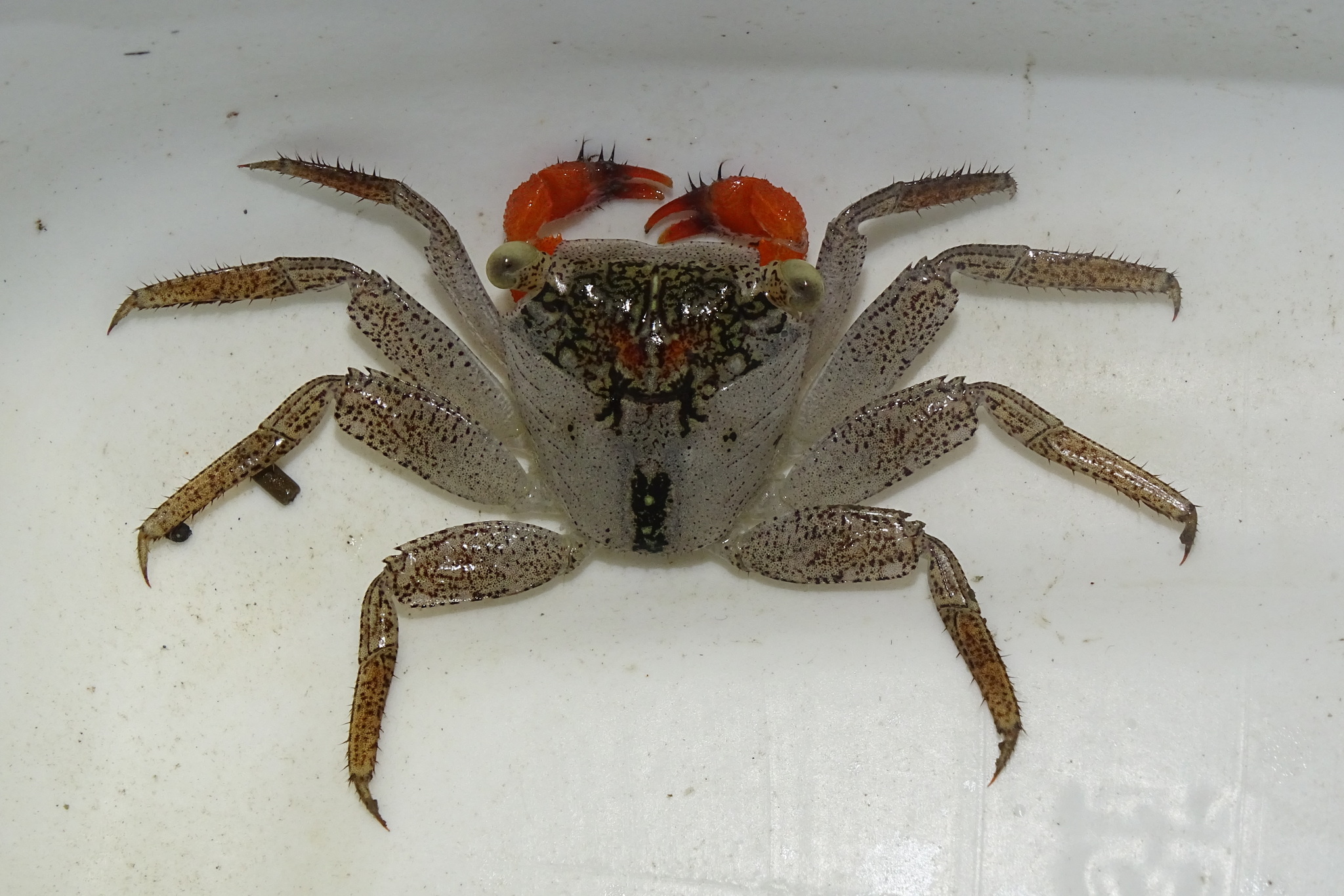 Aratus pacificus Thiercelin & Schubart, 2014