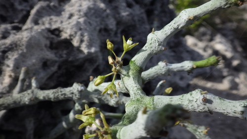 Cynanchum hardyi · iNaturalist