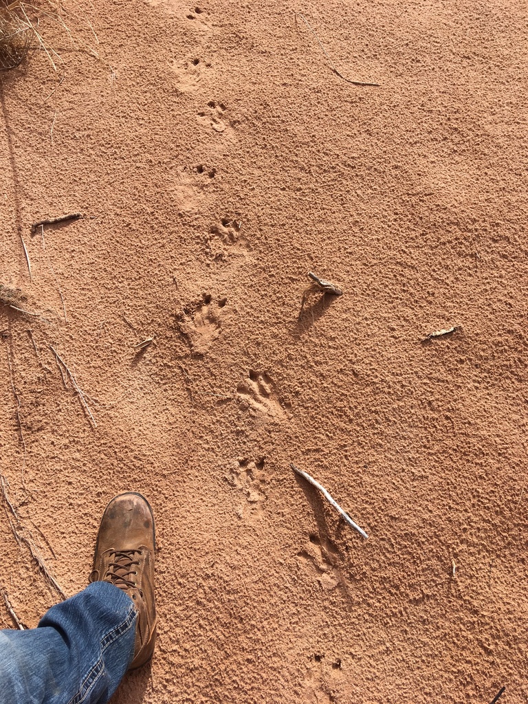 American Beaver from Grand County, US-UT, US on March 6, 2022 at 12:30 ...