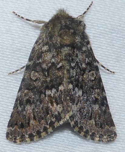 Lasionycta coloradensis · iNaturalist