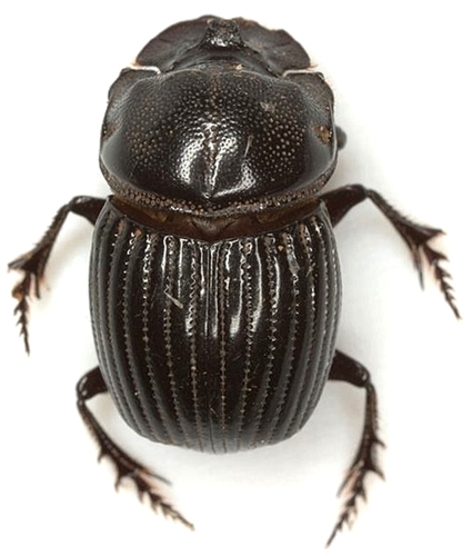 Copris remotus · iNaturalist Mexico