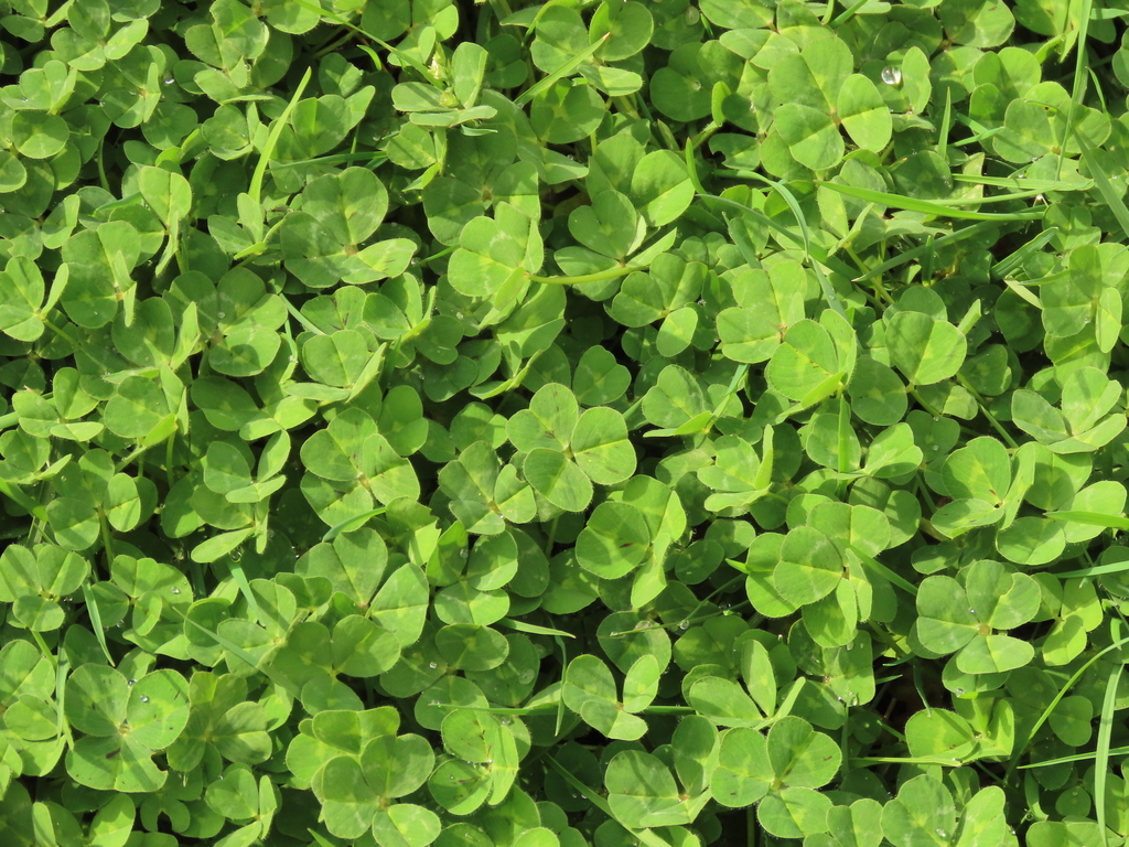 Subterranean Clover from Corvallis, OR, USA on March 04, 2022 at 02:46 ...