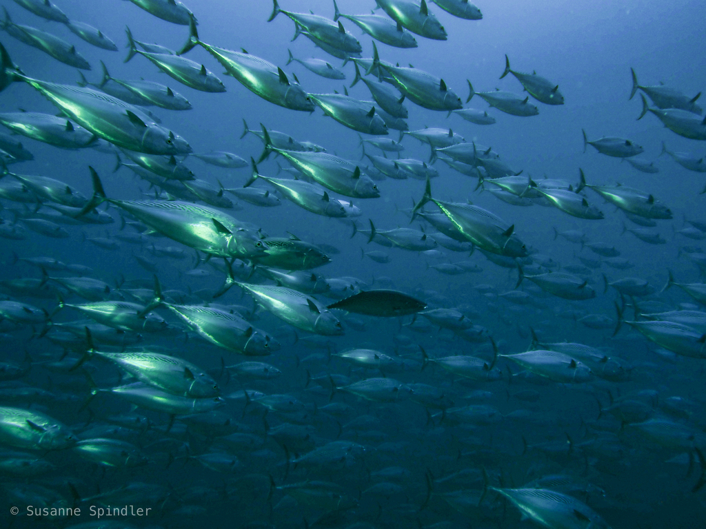Mackerel Tuna (Euthynnus affinis) - Marine Life Identification