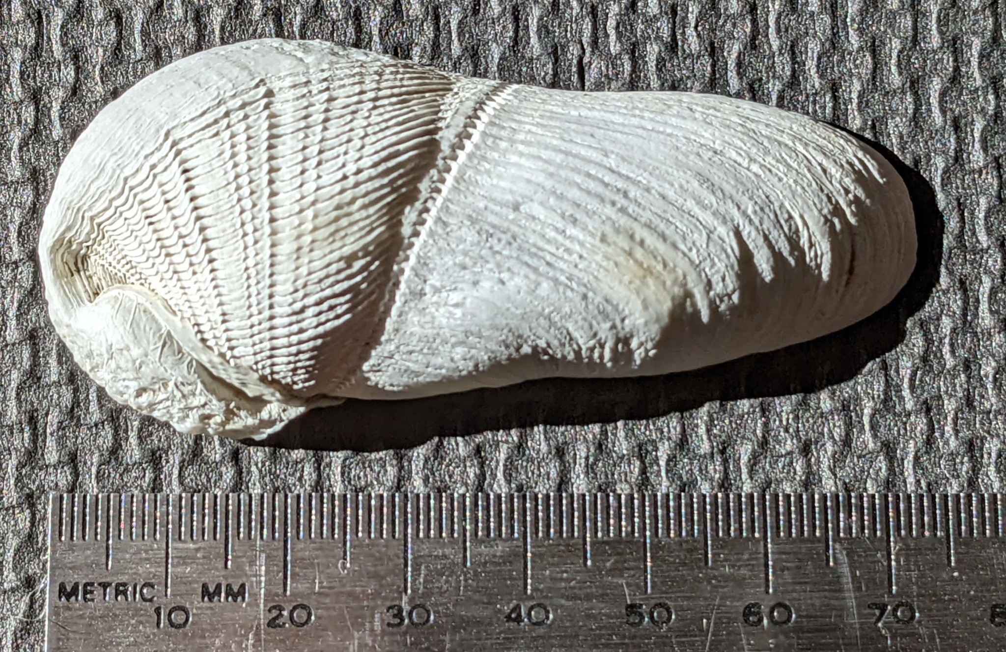 Penitella Valenciennes, 1846