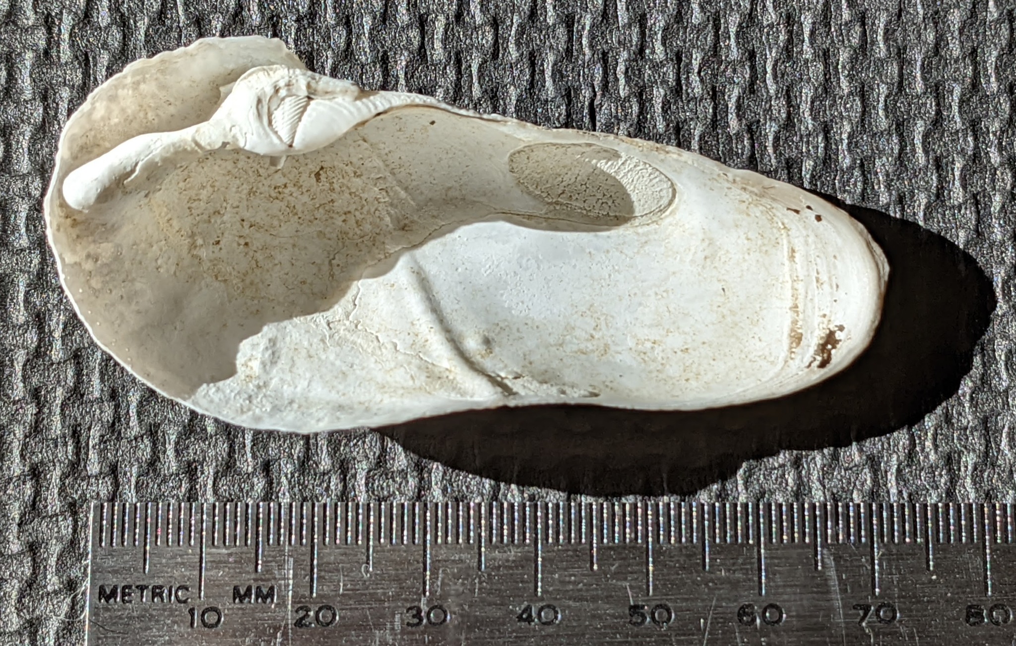 Penitella Valenciennes, 1846