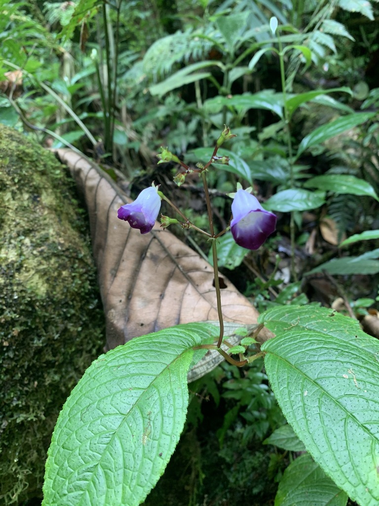 Monopyle maxonii from Valverde Vega, Alajuela, Costa Rica on May 3 ...