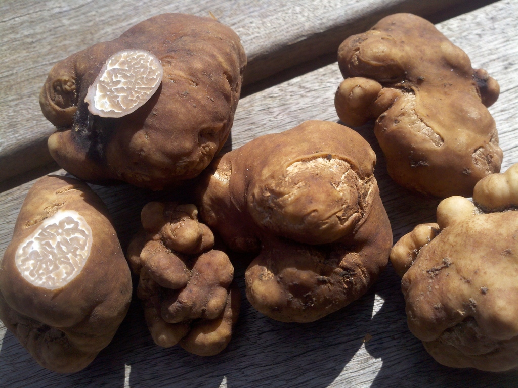 Pecan Truffle (Mexico Fungi) · iNaturalist Mexico