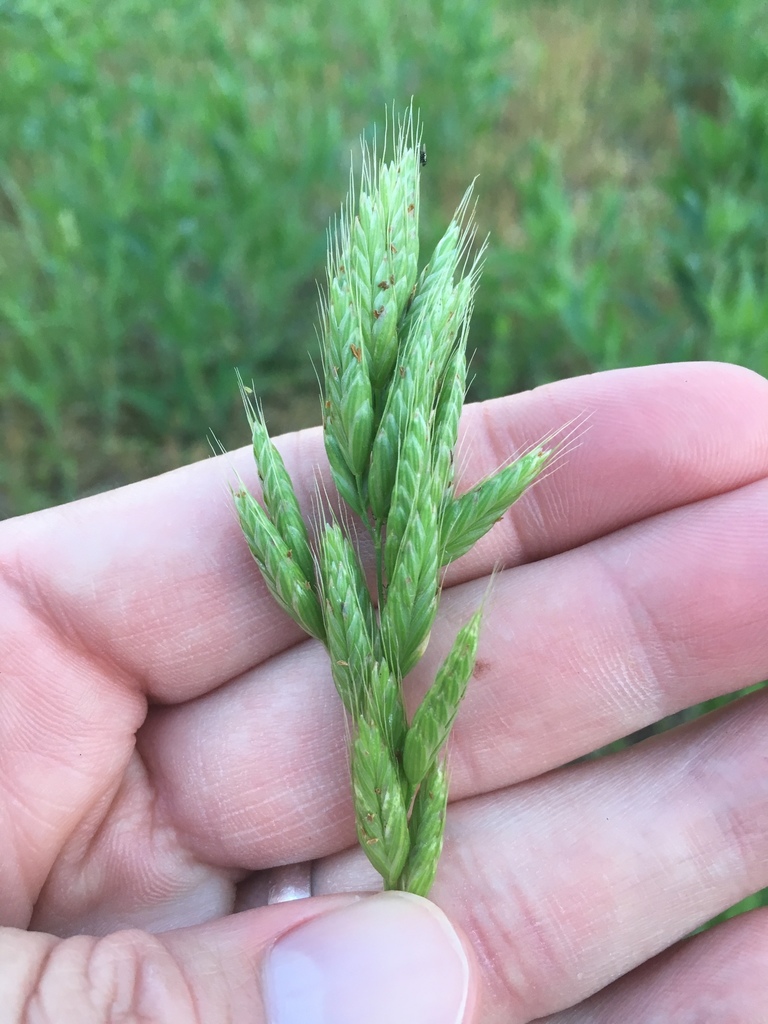 common soft brome (Bromus hordeaceus) - Botanical Realm
