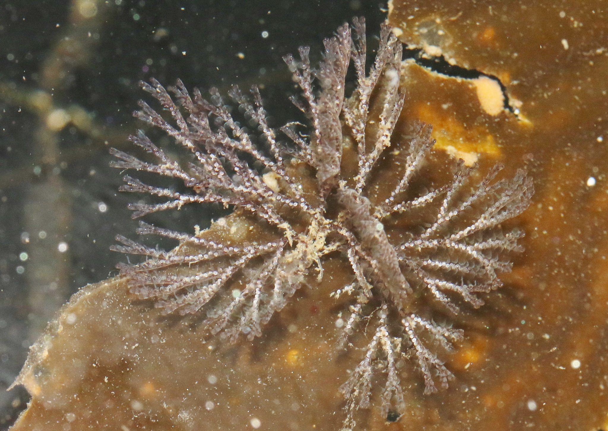 Bugula neritina (Linnaeus, 1758)