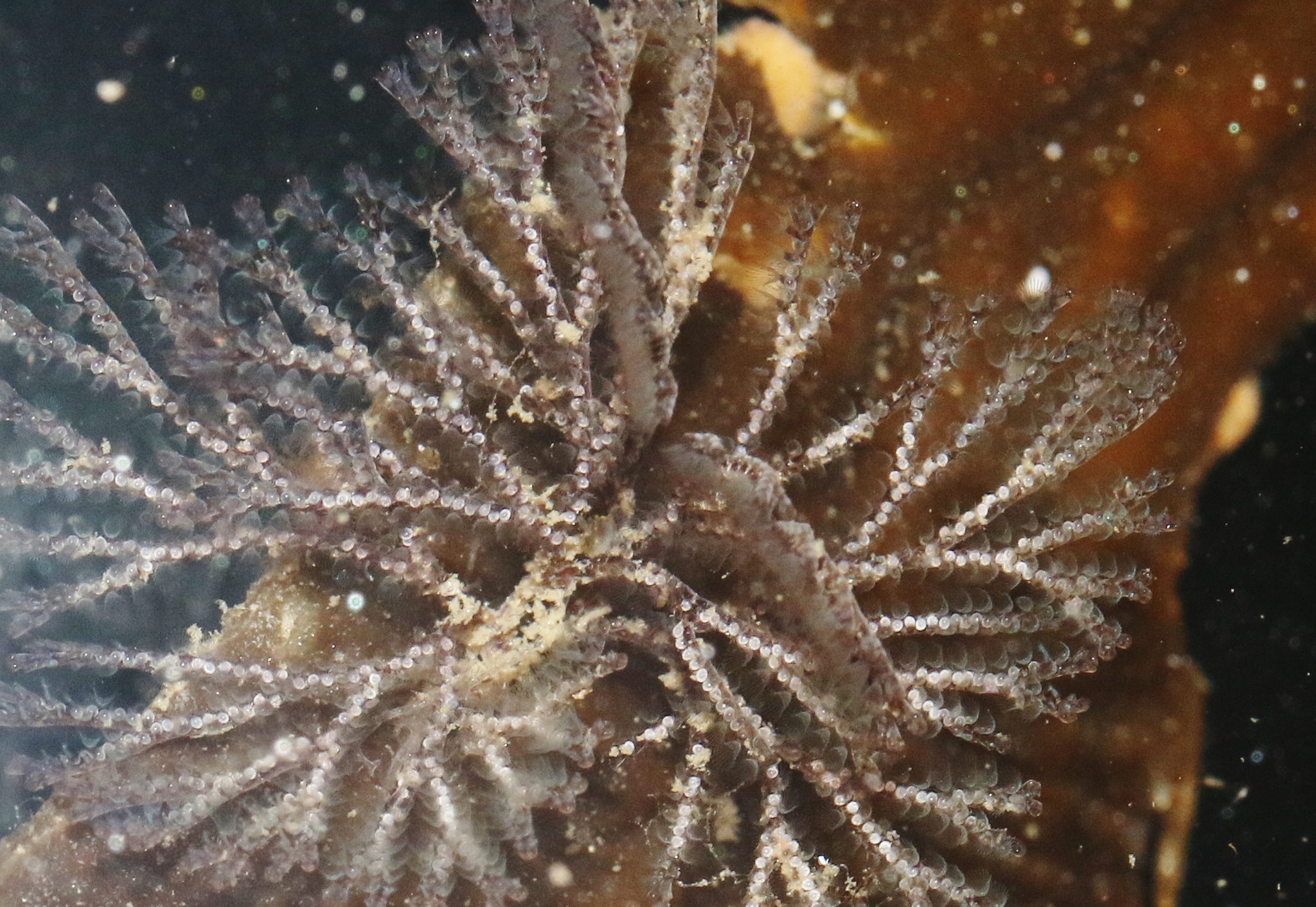 Bugula neritina (Linnaeus, 1758)