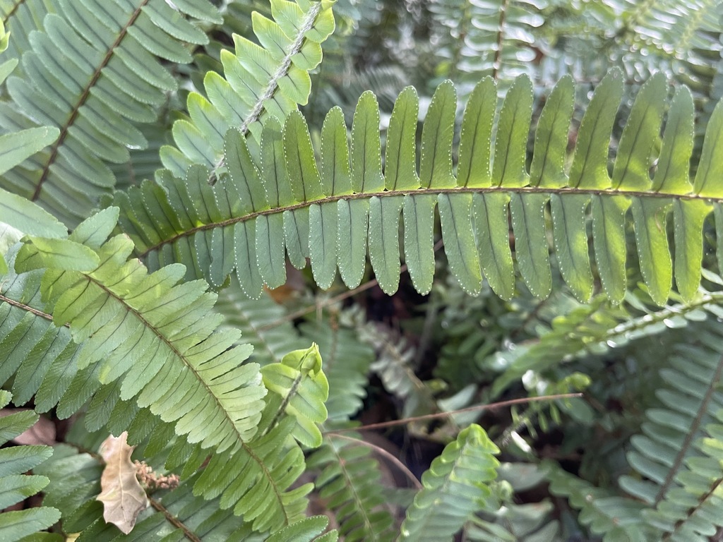 Fishbone Fern from University Square, Tampa, FL 33612, USA on March 07 ...