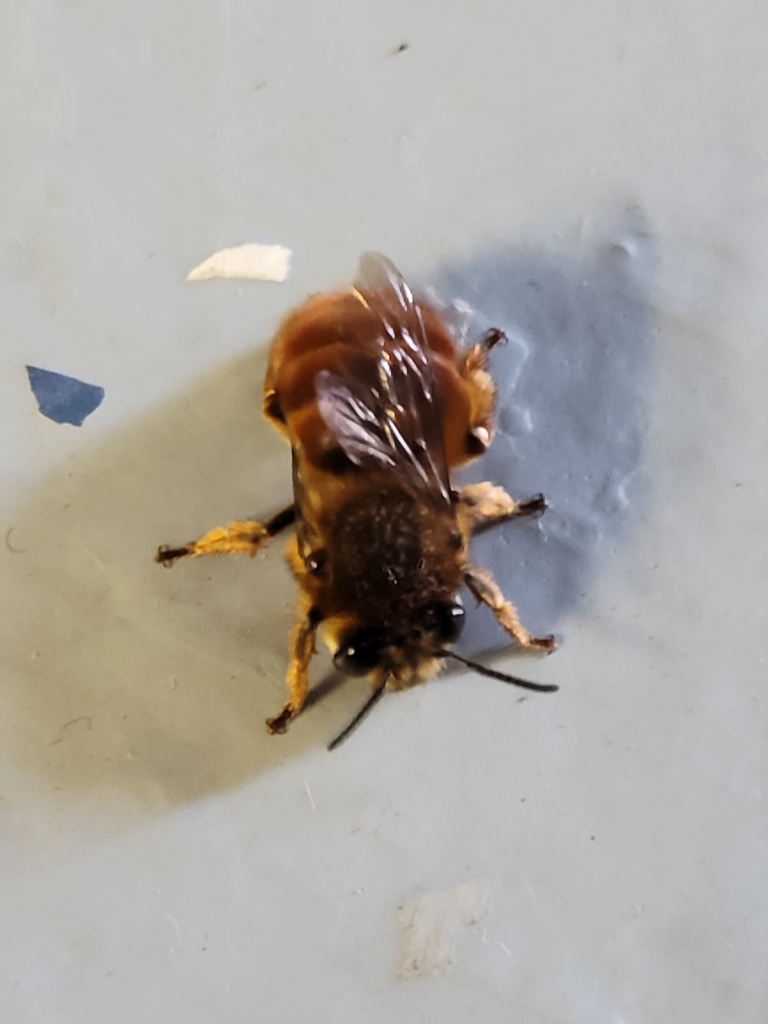 California Mountain-Digger Bee from Los Angeles County, CA, USA on ...