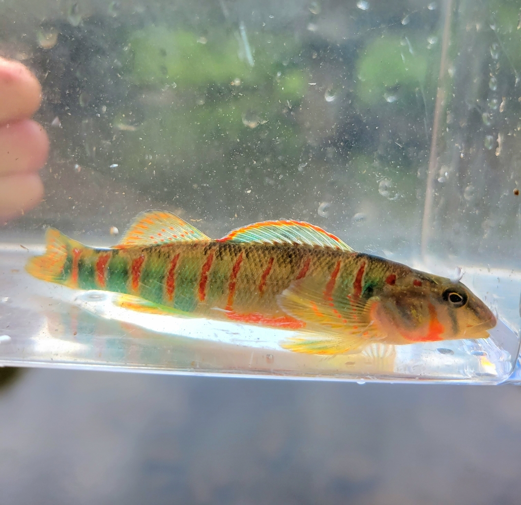 Candy Darter in July 2021 by Cameron · iNaturalist