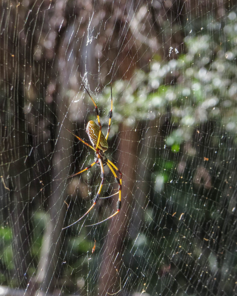 Golden Silk Spider from 2021 SW 29th St, Delray Beach, FL 33445, USA on ...