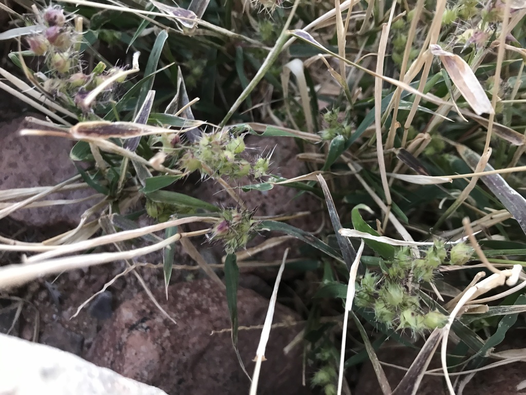 Southern Sandbur from Sant Katrin, Janub Sina', Egypt on January 25 ...