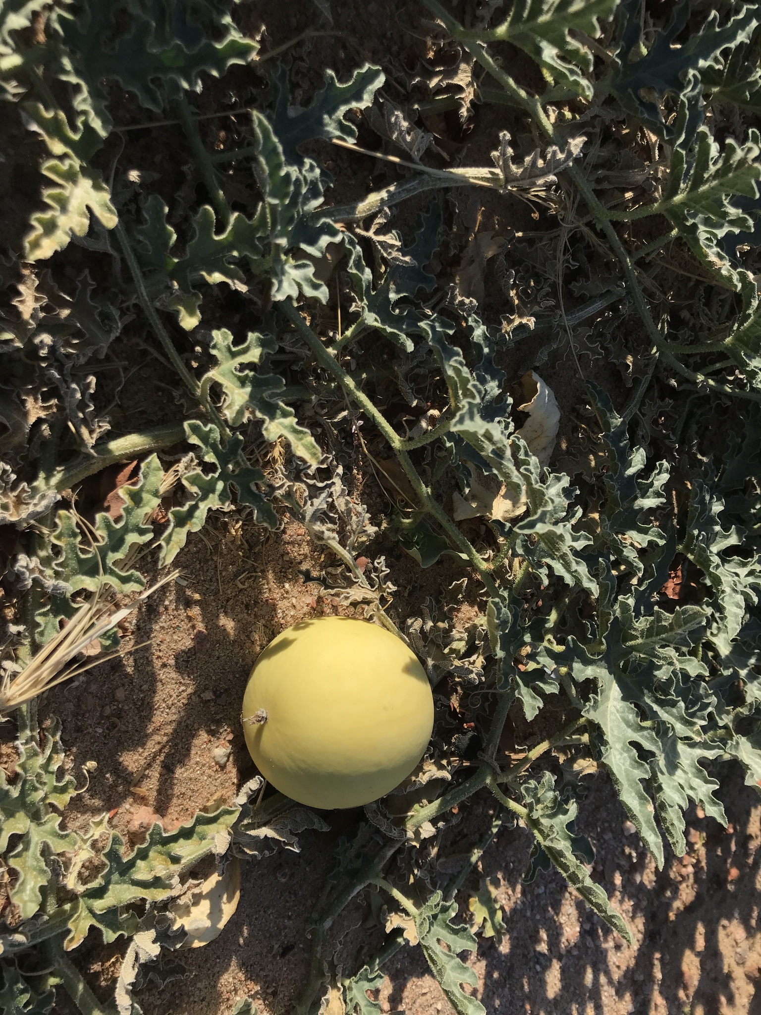 Citrullus colocynthis (L.) Schrader