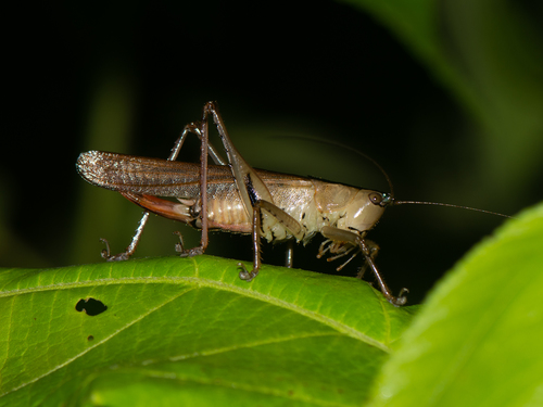 Eschatoceras nigrospinosus · iNaturalist