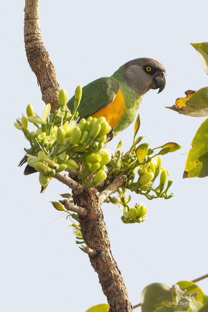 Senegal Parrot from Foundiougne, Senegal on February 04, 2022 by Nik ...