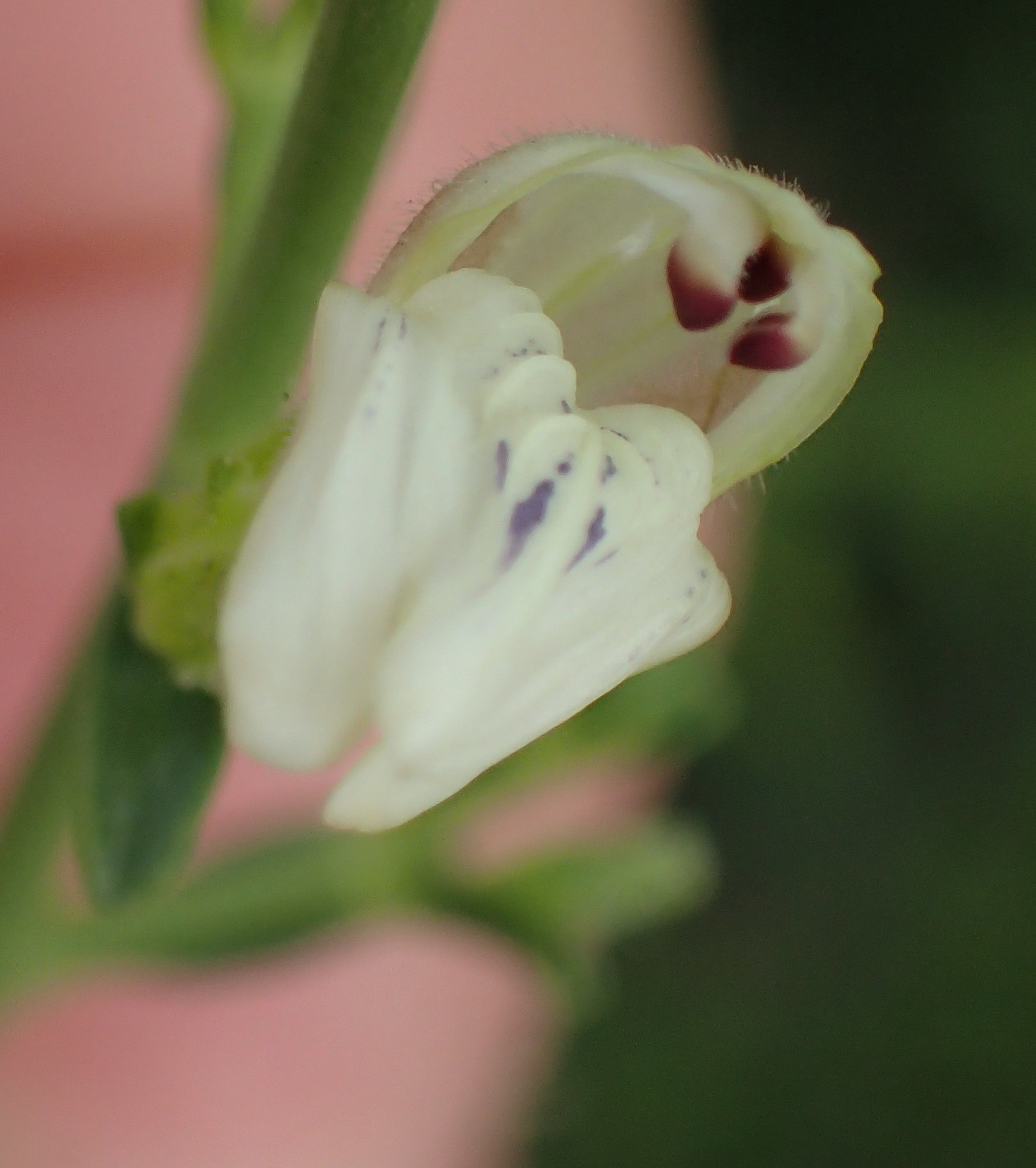 Monechma spartioides (T.Anderson) C.B.Clarke
