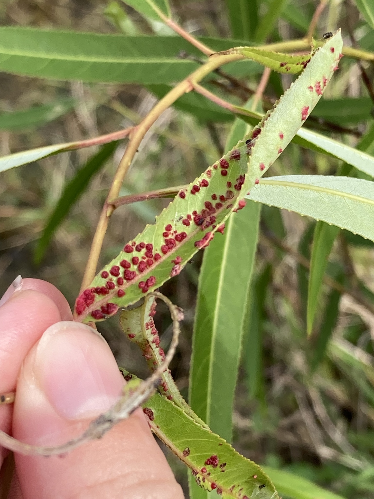 Aculus tetanothrix (Nalepa, 1889)
