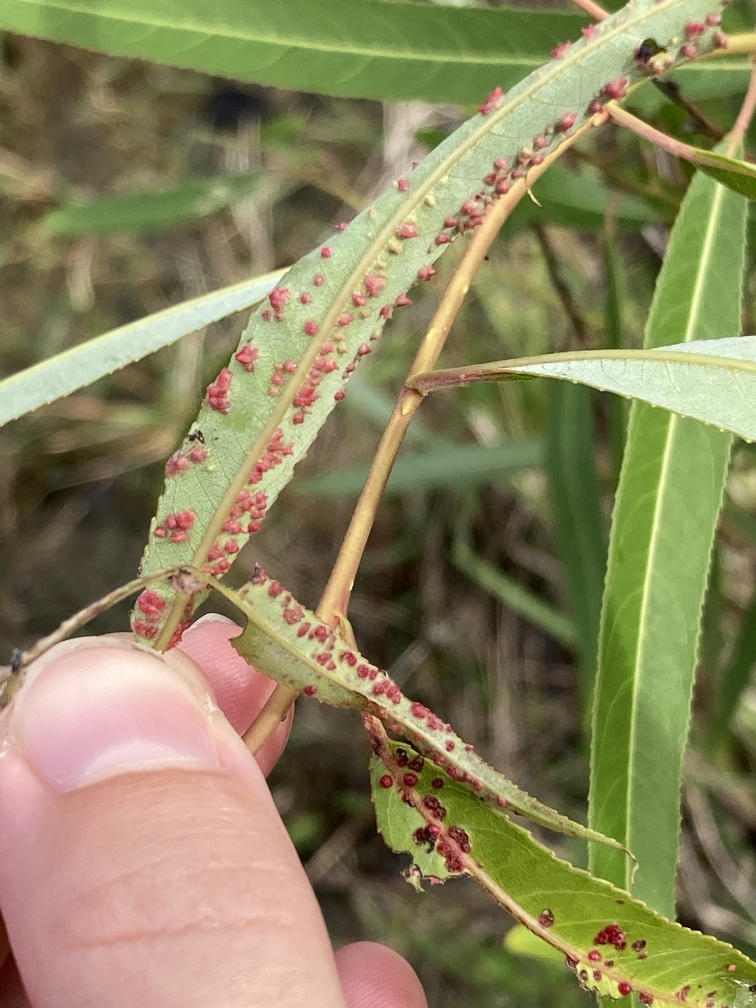 Aculus tetanothrix (Nalepa, 1889)