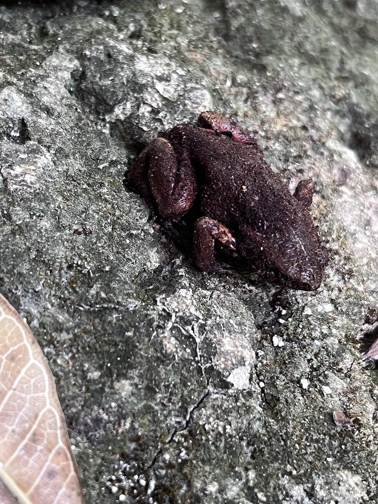 Sheep Frog from Zona Arqueológica de Calakmul, Calakmul, CAMP, MX on ...