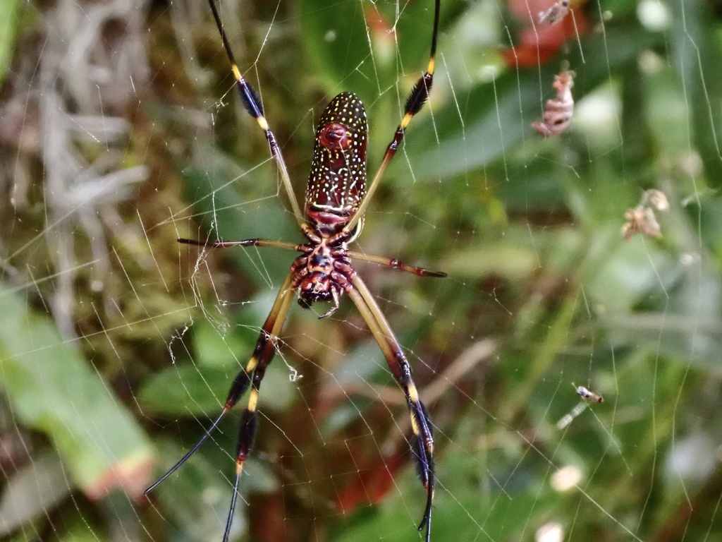 Golden Silk Spider from Arenal Volcano National Park, San Carlos ...
