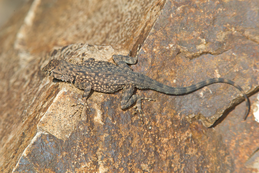 Canyon Lizard (Sceloporus merriami) (Wildlife of the United States ...