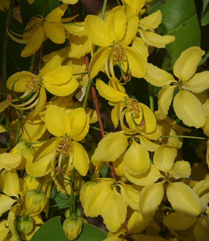 Golden shower tree from Stuart QLD 4811, Australia on December 5, 2018 ...