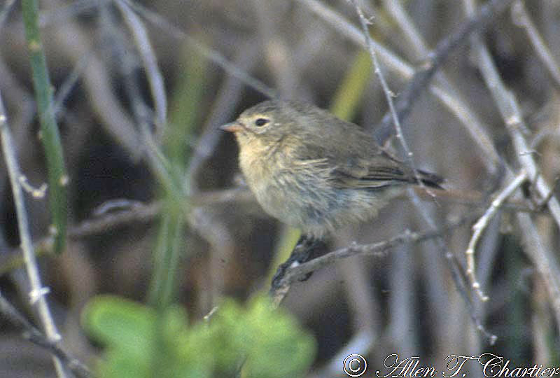 Gray Warbler-Finch (Española) from San Cristobal, Ecuador on July 1 ...
