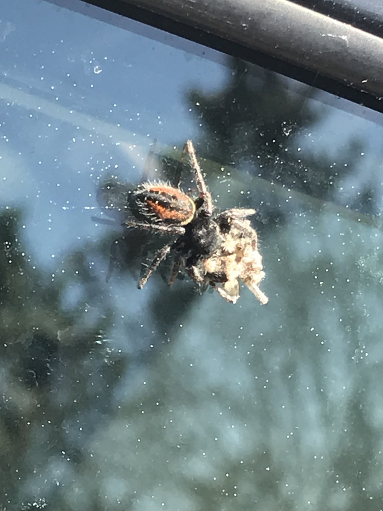 Johnson's Jumping Spider from Trenton Ct, Marina, CA, US on March 07 ...