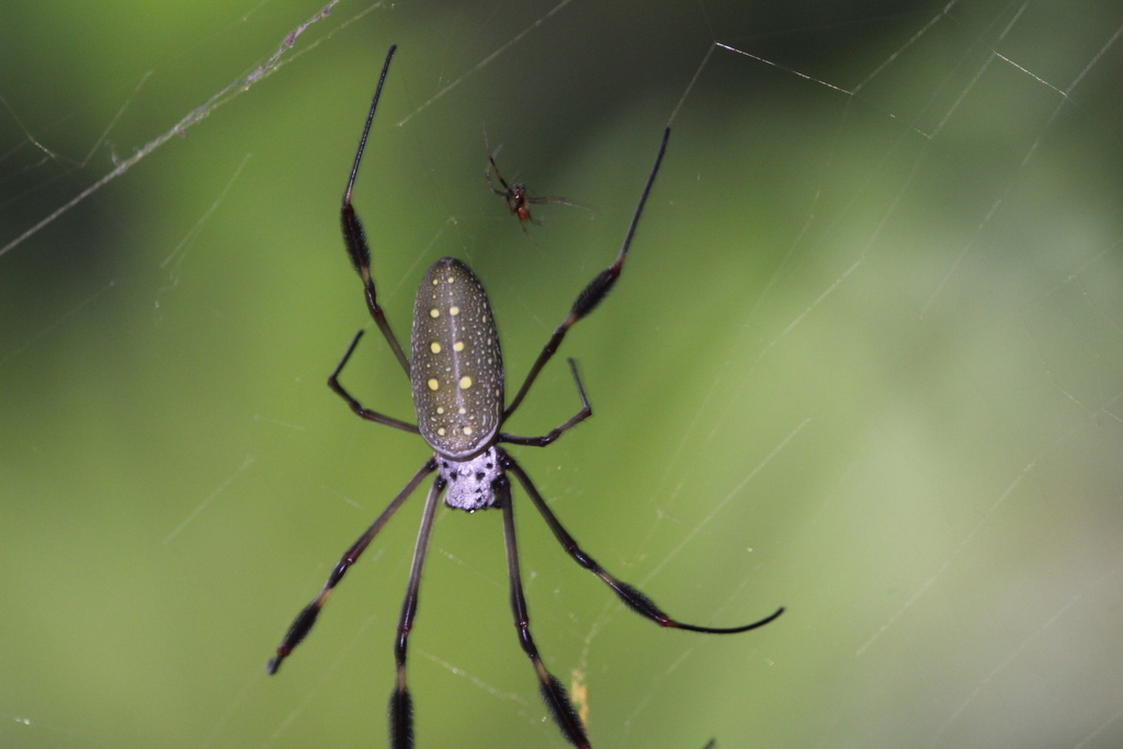 Golden Silk Spider from Palmira, Valle del Cauca, Colombia on February ...