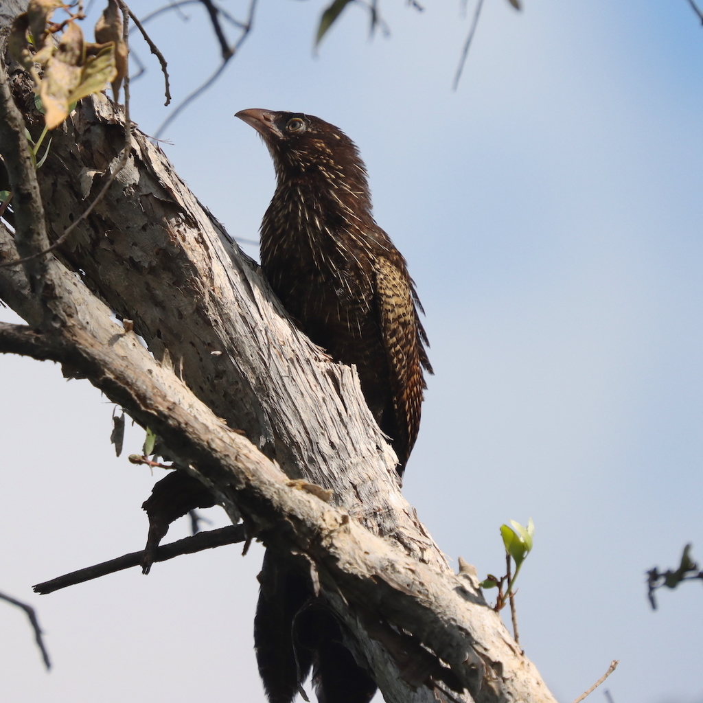Pheasant Coucal from Rowes Bay, Townsville QLD, Australia on March 07 ...