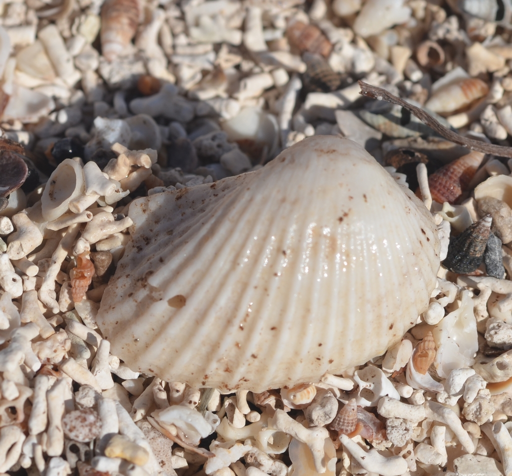 Eared ark from Monroe County, FL, USA on March 05, 2022 at 10:02 AM by ...