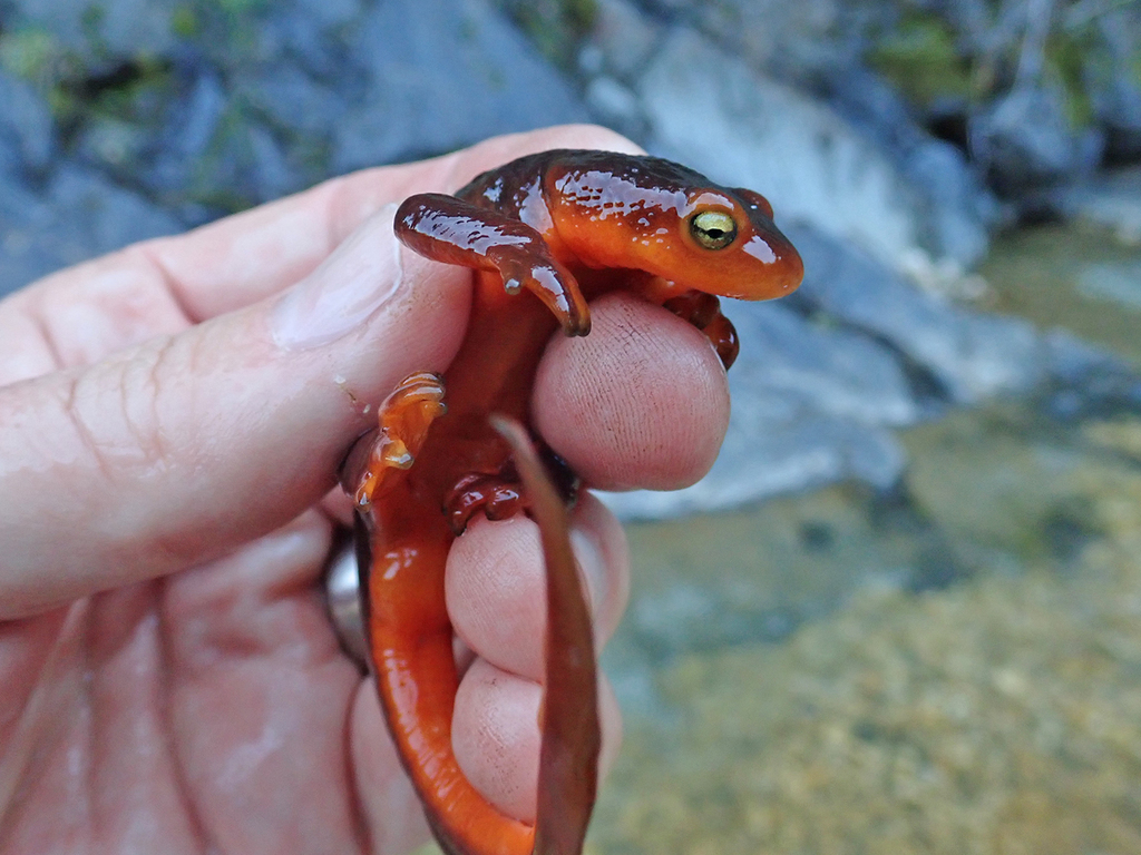 Sierra Newt in March 2022 by Will Richardson. Saw all four Taricha ...