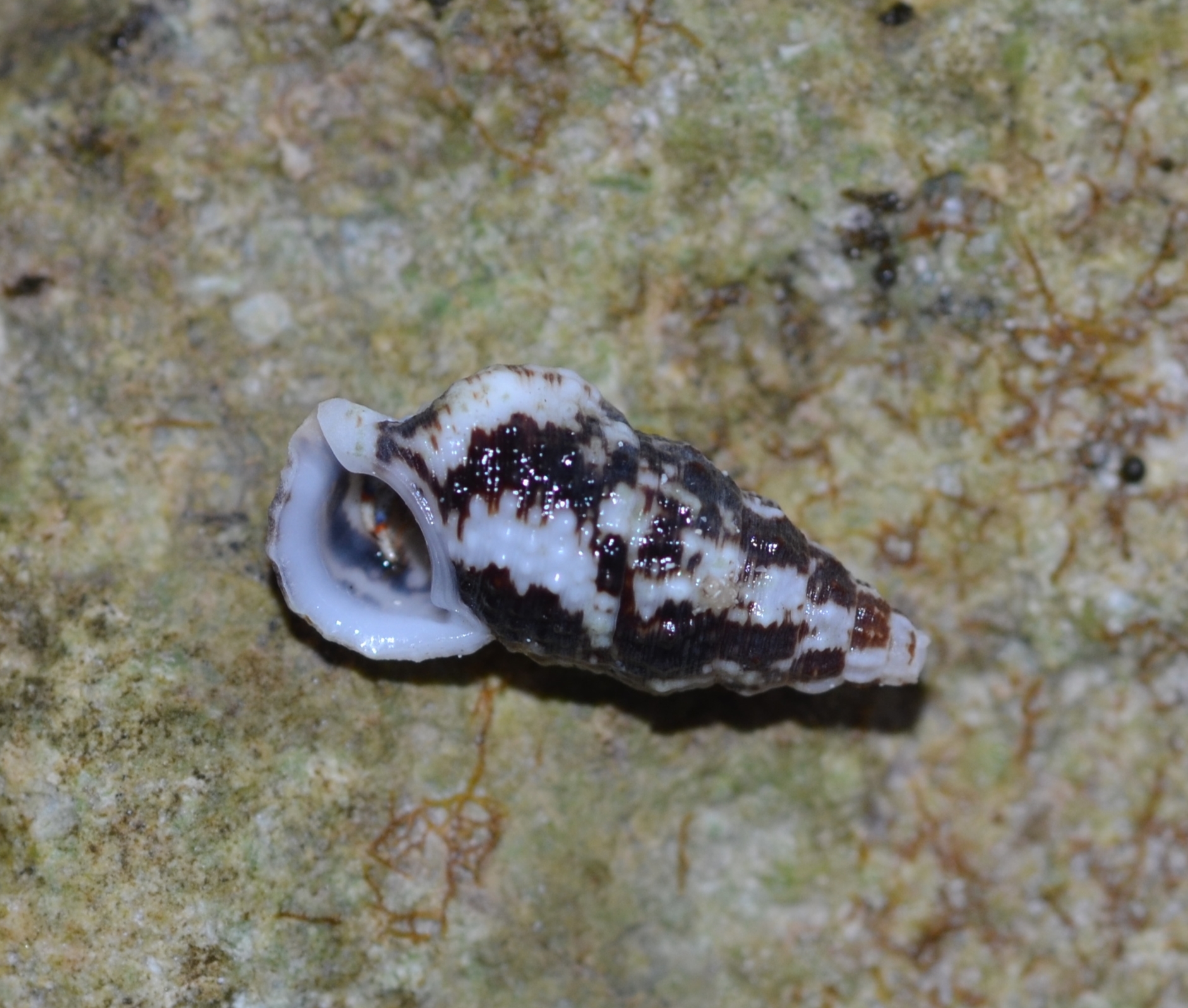 Cerithium eburneum Bruguière, 1792