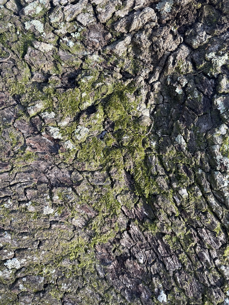 Fungi Including Lichens from Cliff Stephens Park on March 7, 2022 at 05 ...