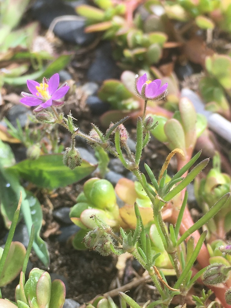Red Sand Spurrey from Muritai Road, Muritai, Wellington, NZ on March 08 ...