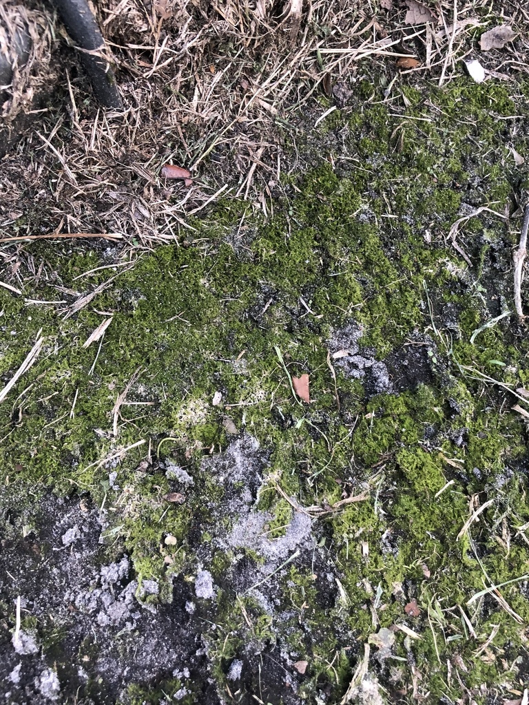 mosses from The University of South Florida, Saint Petersburg, FL, US ...