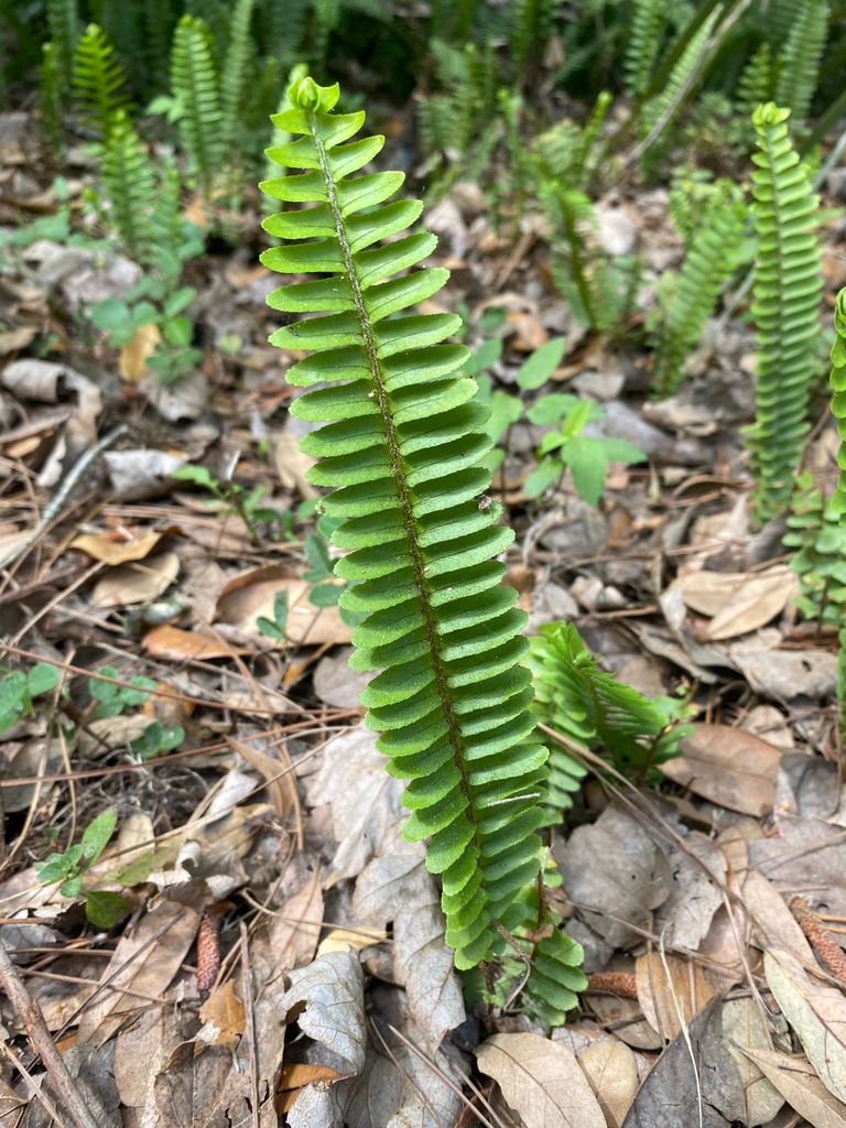 Fishbone Fern from Hillsborough County, FL, USA on March 7, 2022 at 01: ...