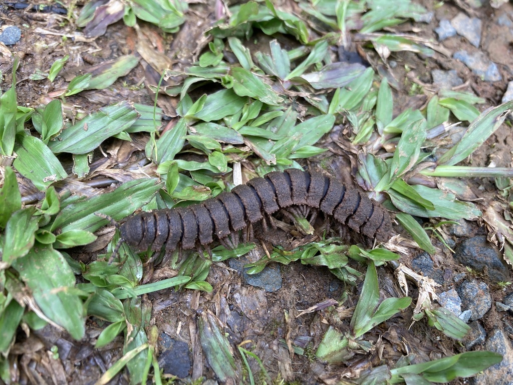 Platyrhacidae in March 2022 by Megan Miller · iNaturalist