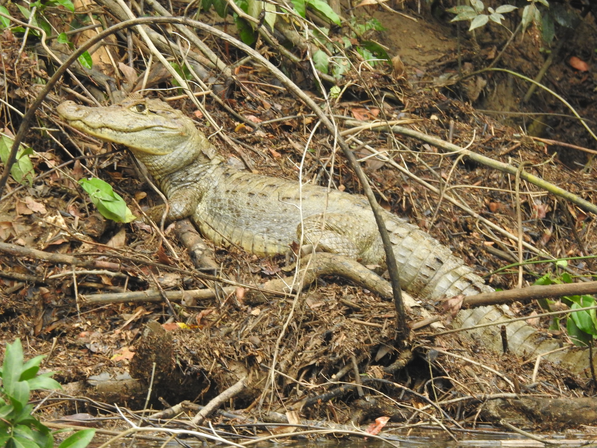 Caiman crocodilus fuscus (Cope, 1868)
