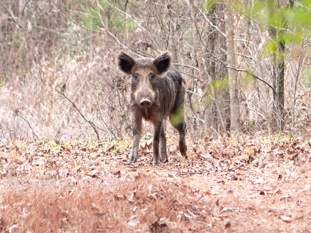 Wild Boar from Caddo Lake NWR, Harrison County, TX, USA on March 7 ...