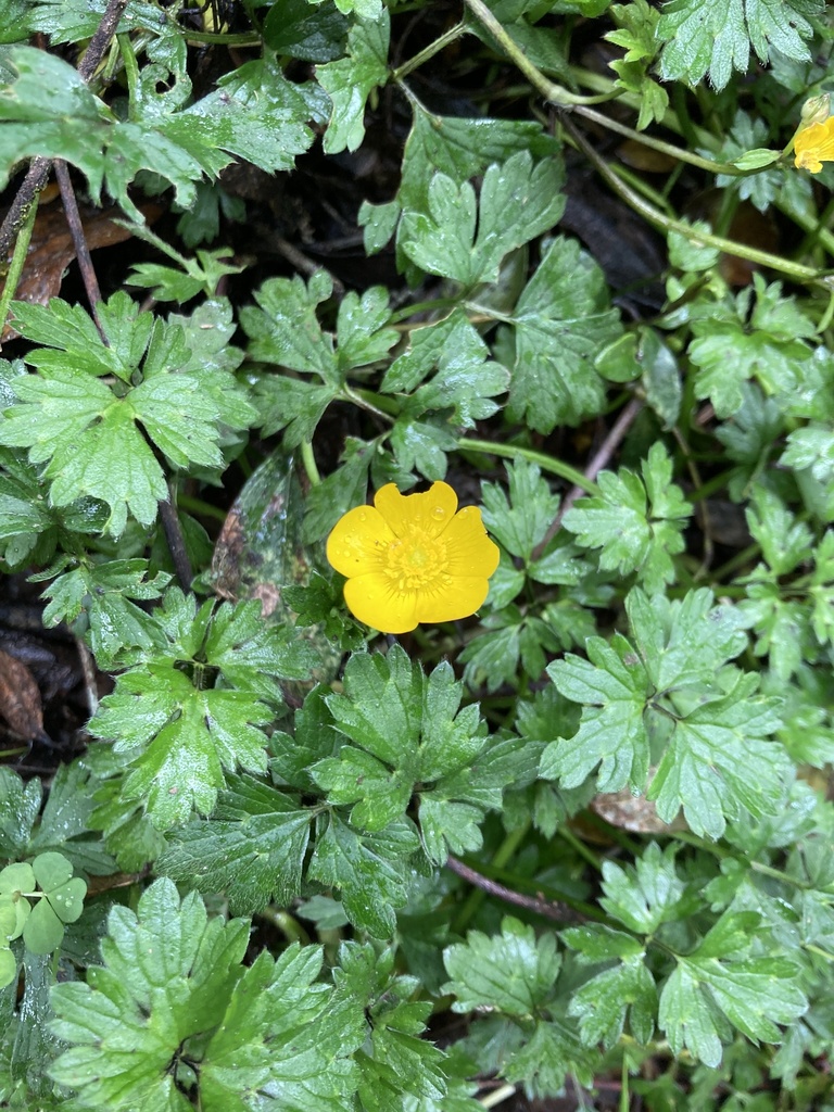 Creeping buttercup from Bogotá, D.C. , CO-CU, CO on March 06, 2022 at ...