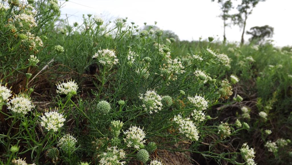 Boopis anthemoides from General López, Santa Fe, Argentina on October ...