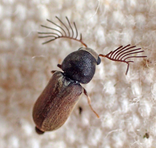 Death-watch Beetles (Genus Ptilinus)#N# · iNaturalist
