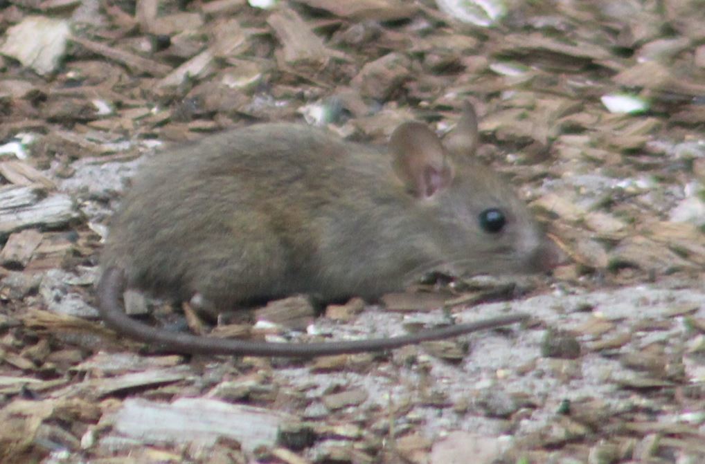 Black Rat from Palm Beach County, FL, USA on March 07, 2022 by Mikie ...