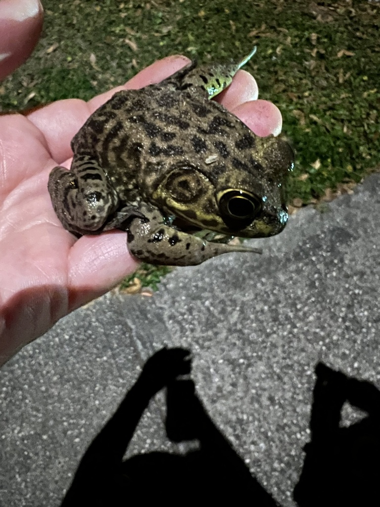 American Bullfrog from Beasley Rd, Tampa, FL, US on March 07, 2022 at ...