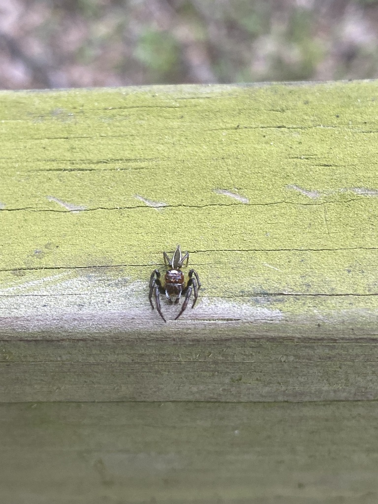 Sylvan Jumping Spider from Lettuce Lake park on March 07, 2022 by king ...