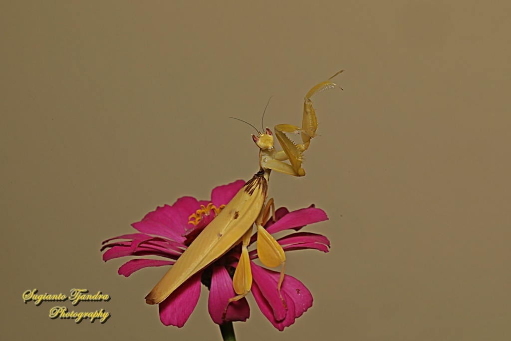 Orchid Mantis from Sukabumi Regency, West Java, Indonesia on January 17 ...